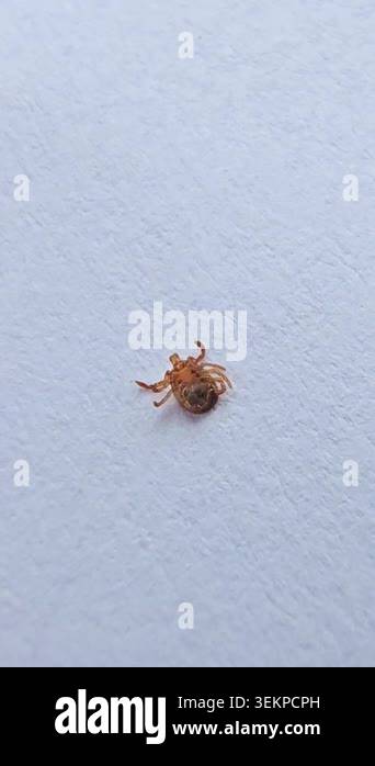 Extreme close up of a small tick mite, a dangerous parasite, crawling ...