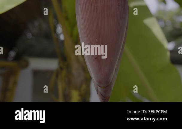 Zig Zag Plant Leaves Growing In The Backyard, A cinematic video of zig ...