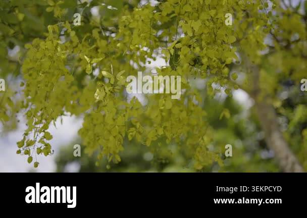 Golden Shower Tree Flowers Blooming In The Summer, beautiful yellow ...