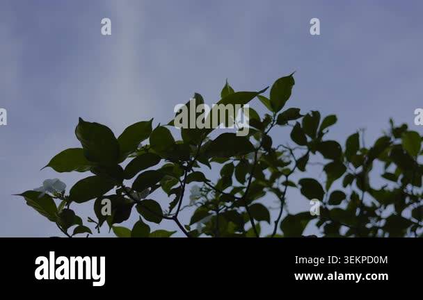 Gardenia Plant Against A Clear Blue Sky 01, green leaves in bright ...