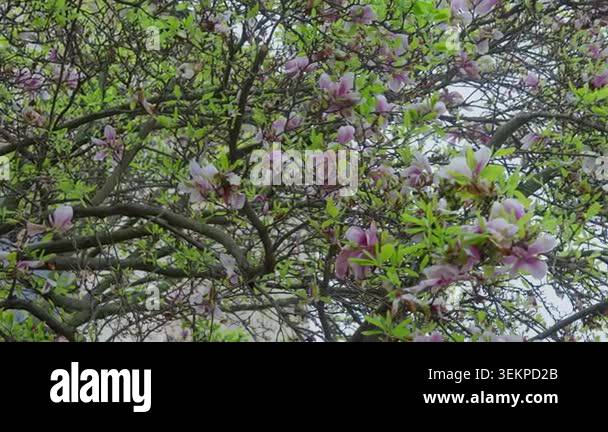 Beautiful blooming magnolia tree covered with delicate pink flowers in ...