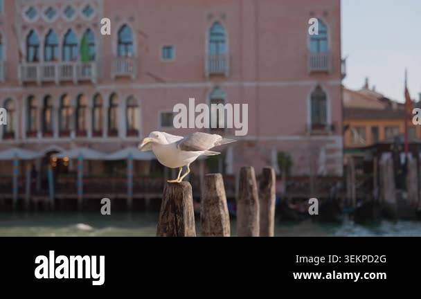 Seagull sitting near the Venice lagoon and flying away. Italy travel ...