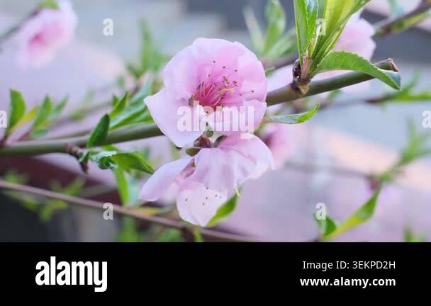 Beautiful pink peach flowers blooming on a branch. Delicate petals with ...