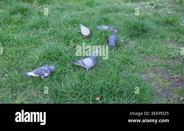 A group of pigeons walking and searching for food in the lush green ...