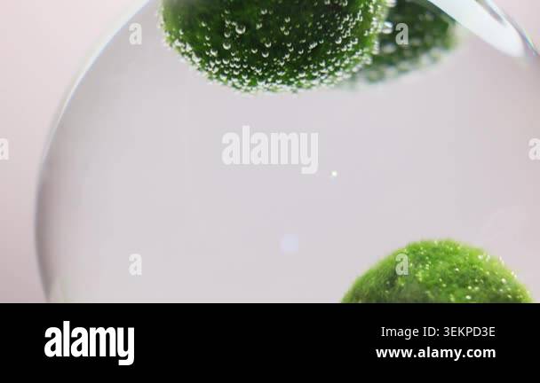 Extreme close-up of Marimo moss ball covered in tiny air bubbles ...