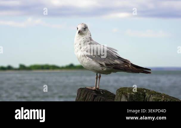 Majestic white seagull standing proudly on a weathered wooden pier ...