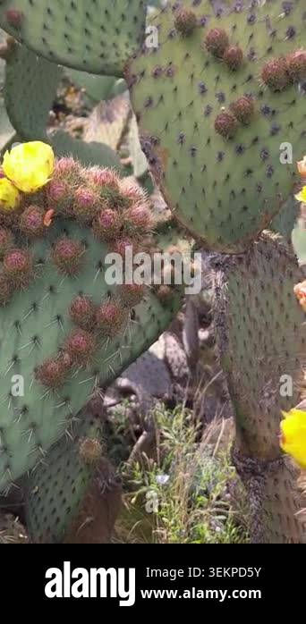 Yellow Cactus Bloom .Beautiful Cacti with Yellow Blossoms .Stunning ...
