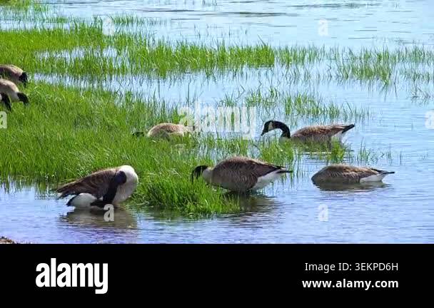 Flock of wild canada geese feeding on lush green grass in a tranquil ...