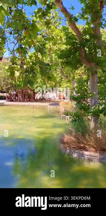 An idyllic park on a sunny day, with a large, greenish pond in the ...