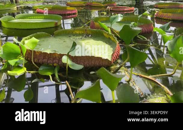 Big lotus leaves floating on the calm water. 4k footage Stock Video ...
