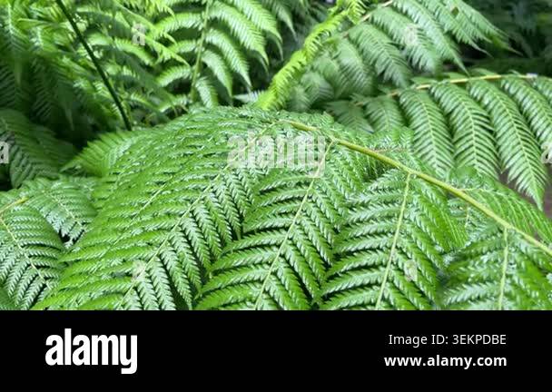 Fern leaves closeup. Slow motion. 4k footage Stock Video Footage - Alamy