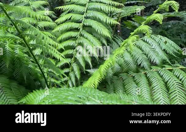 Green fern leaves closeup. Slow motion. 4k footage Stock Video Footage ...