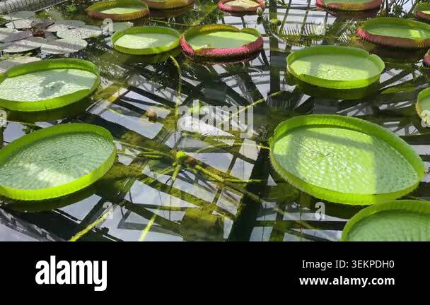 Big lotus leaves floating on the calm water in a botanical garden. 4k ...