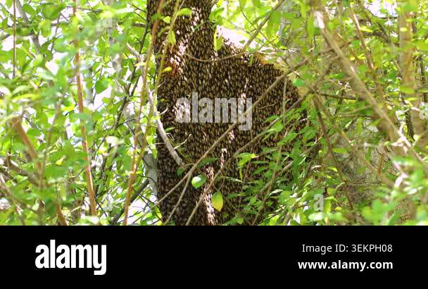 Video of Large Wild Beehive Covered with Bees Hanging on Tree in ...