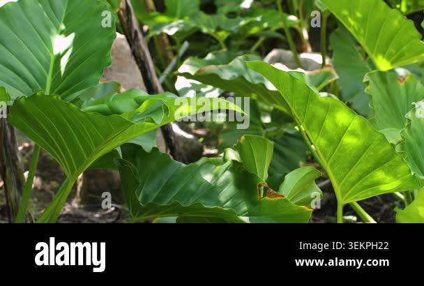 Video of Philodendron Elephant Ear Plant in Natural Light Stock Video ...