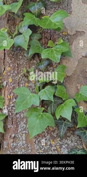 Green Ivy Leaves On Bark Closeup, Lichenspeckled Trunk And Creeping ...