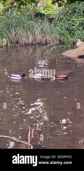 Vertical handheld static video of several mallard ducks swimming calmly ...