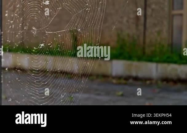 Panoramic Spider Web Over City Curb Captured With Dewy Concentric Rings ...