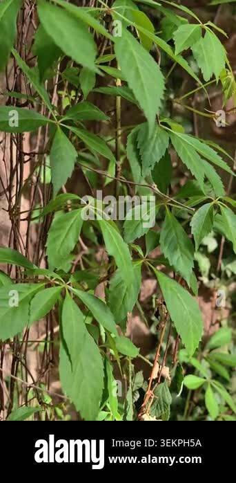 Vertical cinematic slow tilt down shot of lush green wild grape ivy ...