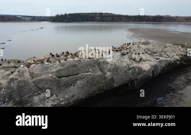 Drone footage of cormorants and gulls nesting on a rocky promontory at ...