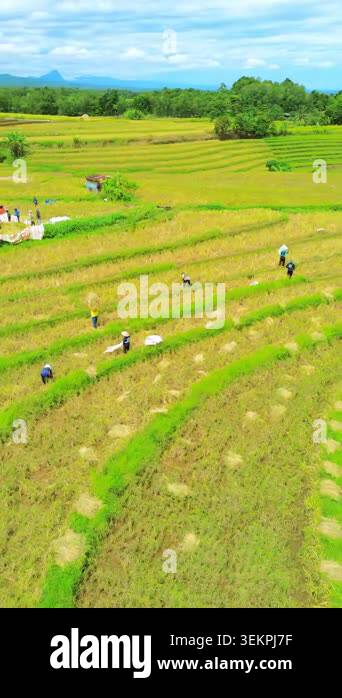 aerial view of rice field, thailand Stock Video Footage - Alamy