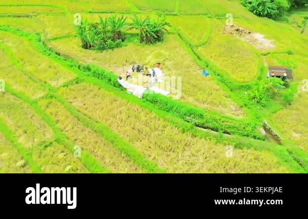 rice fields, aerial view in the countryside in bali, indonesia Stock ...
