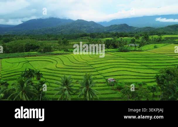 rice fields in bali, indonesia. rice terraces in the morning Stock ...