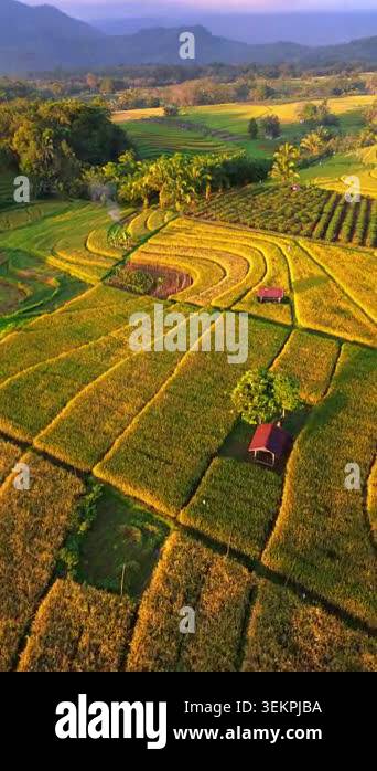 rice field and sunrise in the morning. aerial view Stock Video Footage ...