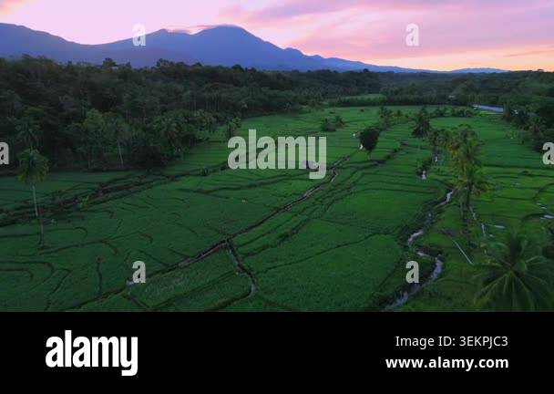 aerial view of rice field with beautiful green rice field. sunset time ...