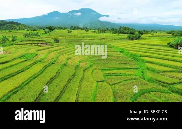 aerial view of rice fields in bali, indonesia Stock Video Footage - Alamy