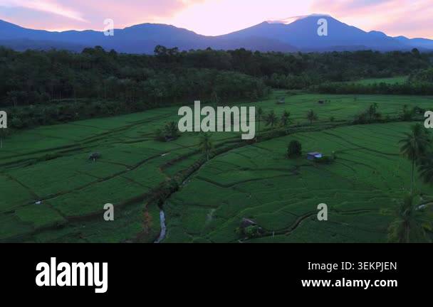 aerial view of rice field with mountains and trees in morning Stock ...