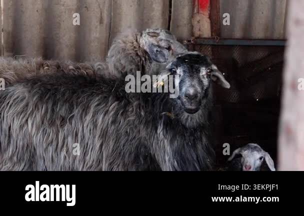 Adult sheep and a lamb engage in gentle interaction inside a rustic ...