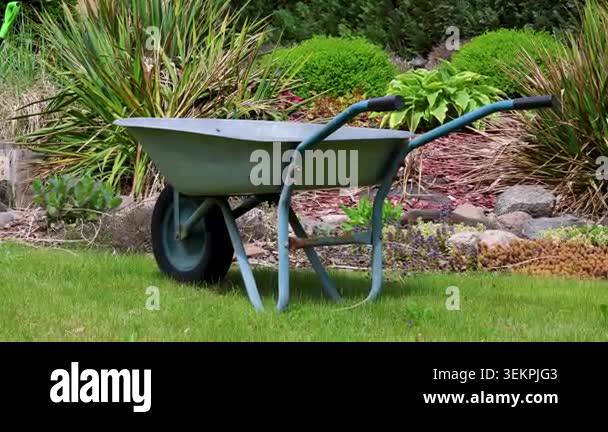 Green wheelbarrow stands on grassy lawn. Lush garden plants surround ...