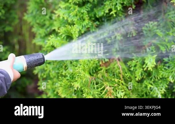 Hand waters lush green shrub with garden hose nozzle. Water sprays ...
