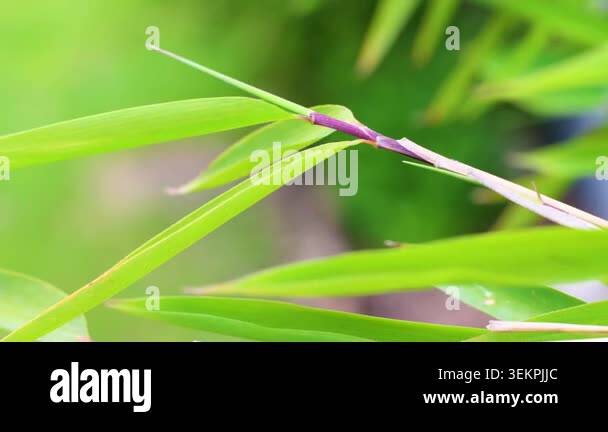 Soft green leaves frame a slender bamboo stem. A faint purple hue marks ...