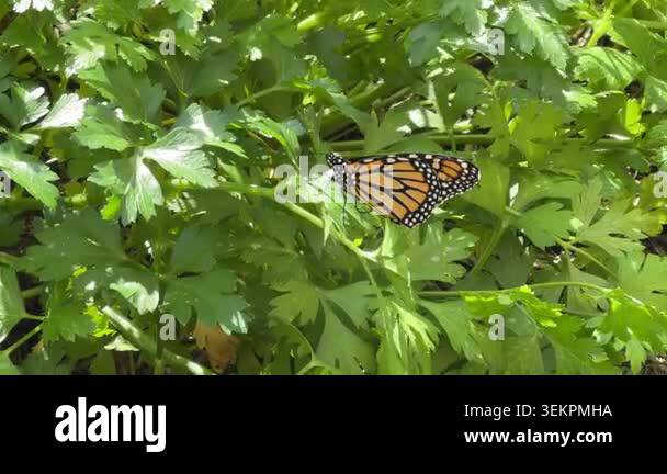 Pristine Monarch butterfly danaus plexippus opening it's wings on a ...