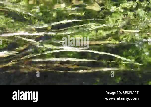 Long green underwater grasses sway in the clear current of a spring ...