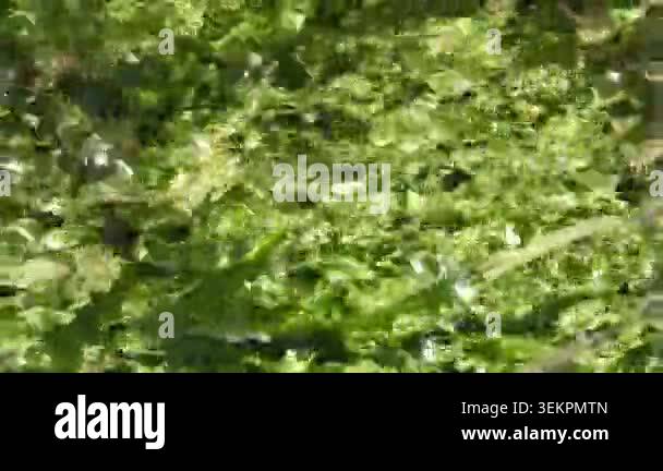 Water of a spring stream flows and sparkles in sunlight above green ...