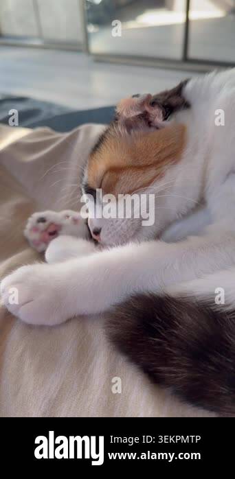 close up cat sleeping Stock Video Footage - Alamy