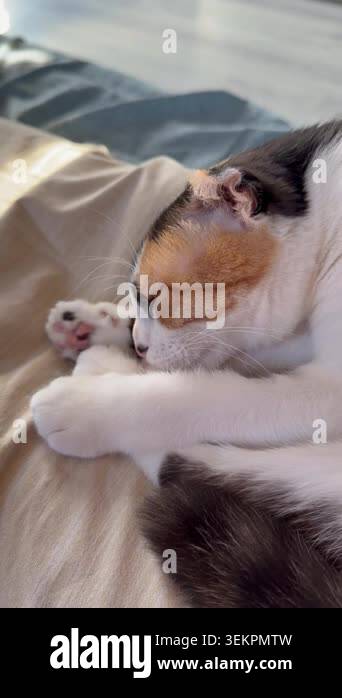 cat sleeping on sofa Stock Video Footage - Alamy