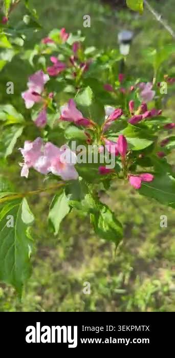 flowering weigela bush, garden, spring, summer, shrub, honeysuckle ...