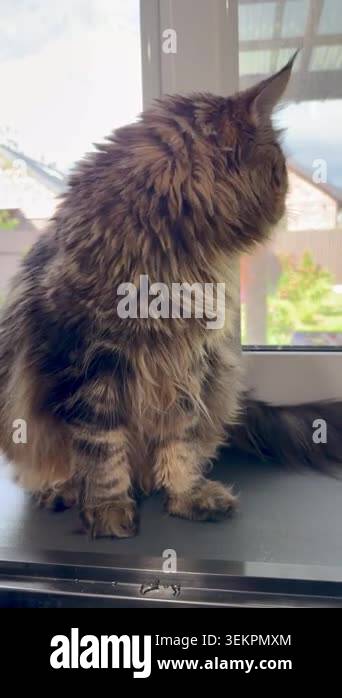 Big cat Mainecoon in the kitchen Stock Video Footage - Alamy