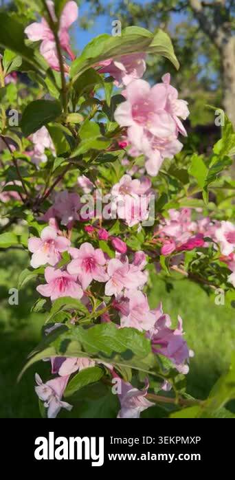 bush of a charming beautiful flowering weigela, garden, spring, summer ...