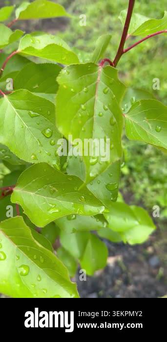 Raindrops on the leaves of a young apricot tree in the garden Stock ...