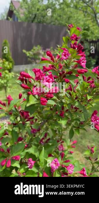 bush of a charming beautiful flowering weigela, garden, spring, summer ...