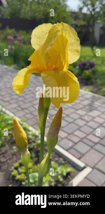 Beautiful yellow iris in the garden Stock Video Footage - Alamy