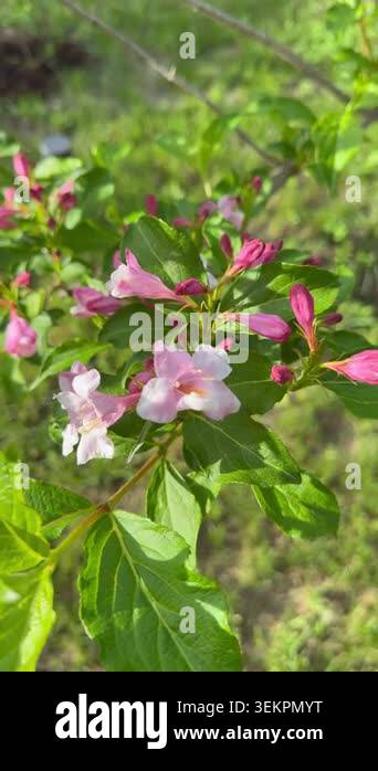 flowering weigela bush, garden, spring, summer, shrub, honeysuckle ...