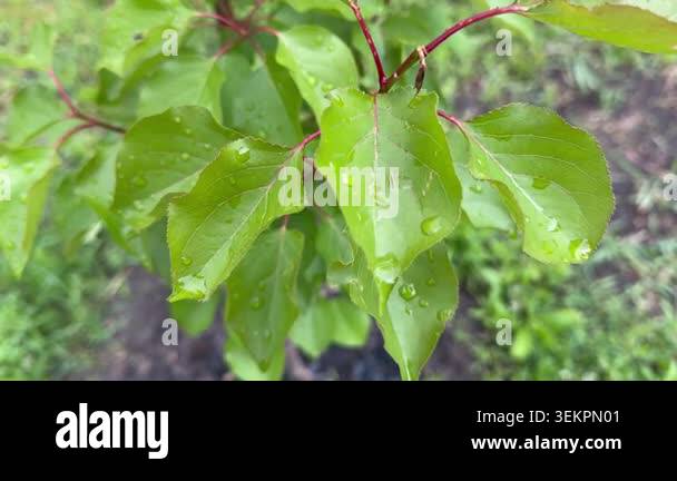 Raindrops on the leaves of a young apricot tree in the garden Stock ...