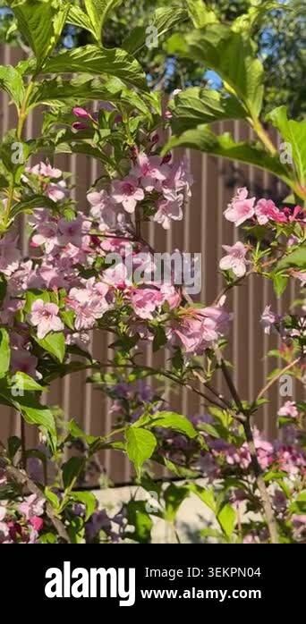 bush of a charming beautiful flowering weigela, garden, spring, summer ...