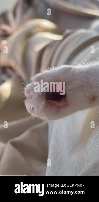 cat sleeping on the sofa, closeup view Stock Video Footage - Alamy